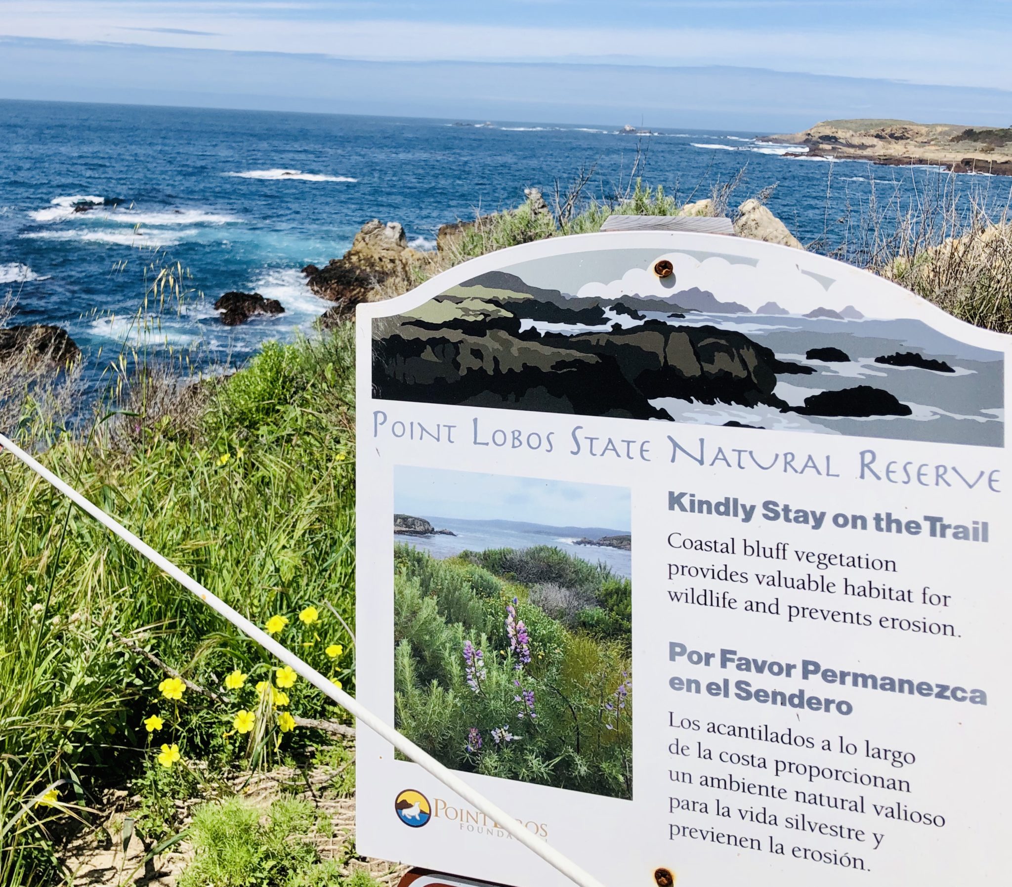 What You Need to Know About Point Lobos in Monterey | THIS MOM IS GOING ...
